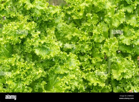 Rapunzel Salat Hi Res Stock Photography And Images Alamy