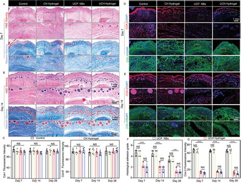 Histological Analysis In Vivo A B E Histological Analysis In Vivo