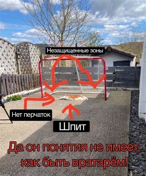 смешные картинки фото приколы коты смешные картинки и другие