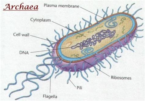 Archaebacteria Cell Diagram