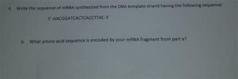 Solved Write The Sequence Of MRNA Synthesized From The Chegg