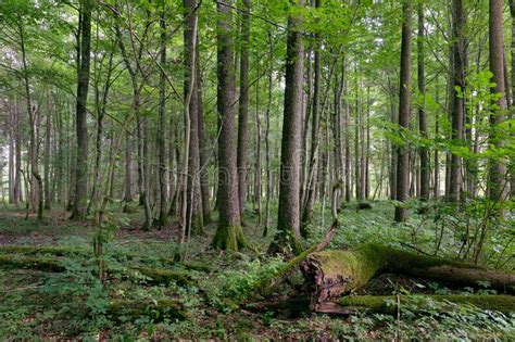 Alder Tree Deciduous Stand Stock Image Image Of Plant 217765315