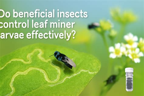 Do Beneficial Insects Control Leaf Miners Larvae Effectively