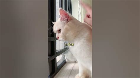 【嗯昂喵小暖】天~这声音也太悦耳了我和我的猫＃记录猫咪日常 Youtube