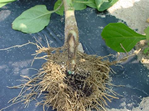 Controlling Phytophthora Blight In Eggplant — Plant And Pest Advisory
