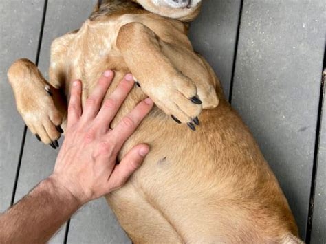 A Barriga Do Meu Cachorro Está Fazendo Barulho O Que Fazer Portal