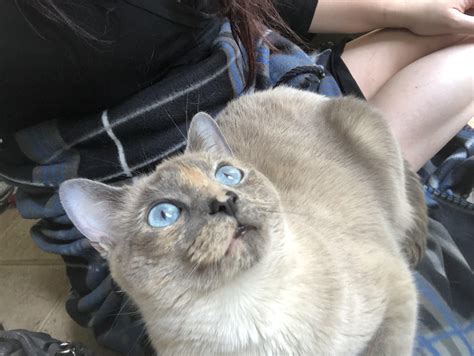 My Sweet Luna Tuna Passed Very Unexpectedly She Was My First Cat My