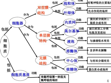 细胞器知识框架图 知识框架图 大山谷图库