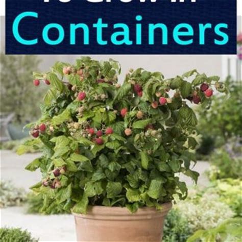 How To Build A DIY Trellis Gardening Viral