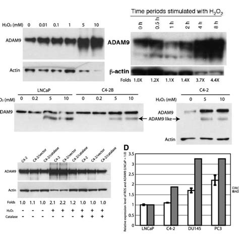Adam9 Protein Expression In Human Prostate Cancer Cells Increases On