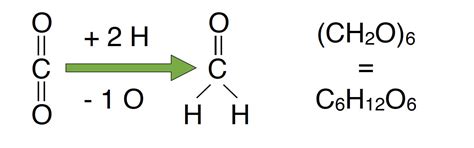 Lichtreaktion Im Überblick