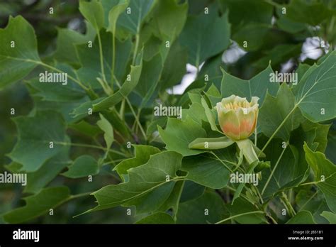 Liriodendron Tulipifera Fastigiatum Flowering Tulip Tree Flower Stock