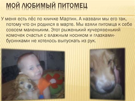 Мой любимый питомец - презентация онлайн