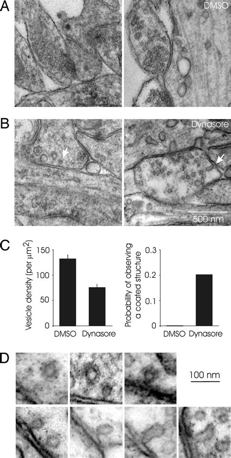 Inhibition Of Dynamin Completely Blocks Compensatory Synaptic Vesicle
