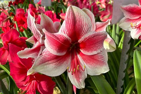 Hippeastrum Amaryllis Soğanı Güzel Hatun Çiçeği Soğanı Pink Beauty®