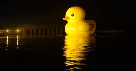 Pato De Goma Gigante Navega Por Beijing Infobae
