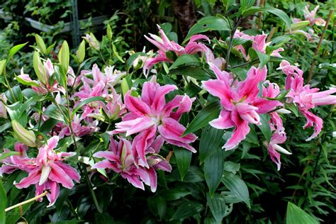 Лилейные цветы 61 фото