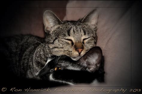 Lazy Kitties On Behance