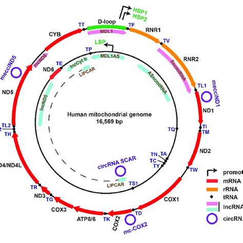 Pdf Mitochondria Encoded Non Coding Rnas In Cell Physiology