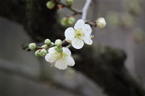 [이현주의 박물관 보따리] 매화와 함께 봄이 왔다 국립중앙박물관 홍보전문경력관 네이트 뉴스