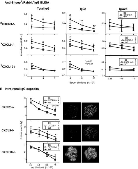 Decreased Serum Anti Sheep Rabbit Igg Isotype Ab And Igg Deposits In