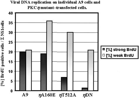 quantitative evaluation of mvm dna replication activity in a9 cells and