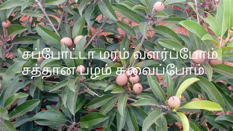 சப்போட்டா மரம் வளர்ப்போம் சத்தான பழம் சுவைப்போம் Youtube