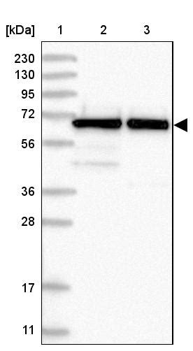 Rabbit Polyclonal Anti Gnl3 Antibody Buy For Research Highly