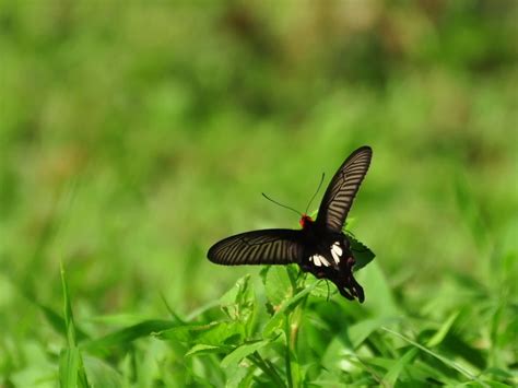 【红珠凤蝶摄影图片】野外生态摄影太平洋电脑网摄影部落