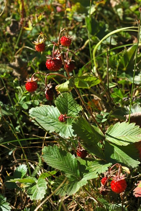 Fragaria vesca - Изображение особи - Плантариум