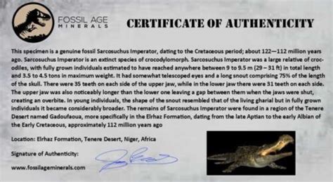 1 6 Sarcosuchus Imperator Crocodile Fossil Tooth Elrhaz Fm Cretaceous