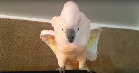 Cockatoo Refused To Go To Her Cage And Throws Hilarious ‘temper Tantrum