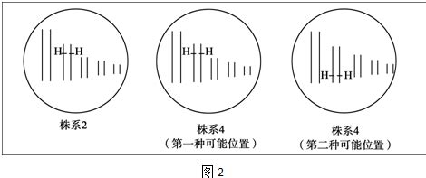 利用农杆菌转化法将抗逆基因转入至拟南芥2n 10中获得不同株系的拟南芥1从农杆菌中获得带有潮霉素抗性基因H基因的Ti质粒将