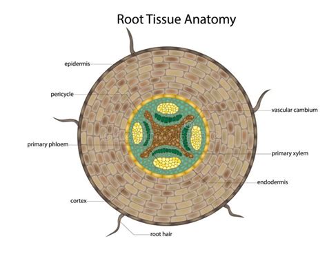 Educational Biology Illustration Showing The Anatomy Of Plant Root Tissue In Cross Section The