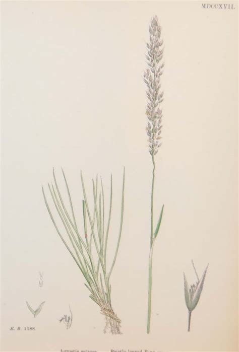 Bristle Leaved Bent Grass 1872 Antico Gallery