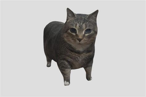 Spinning Cat El Origen Del Meme Del Gato Que Gira Y Canta Oiia Oiia”