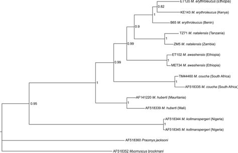 Bayesian Majority Rule 50 Bootstrap Consensus Tree Numbers Are