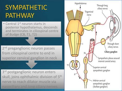 734 Visual Pathway Lesions Pptx