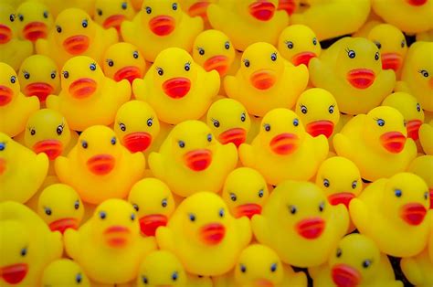 Hd Wallpaper Pink Rubber Ducky In Foam Pink Duck Soap Bubbles Toy