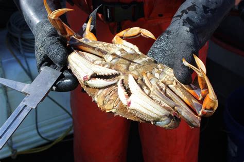 College Of Engineering Oregon State University Celebrate The Engineers In Your Life And