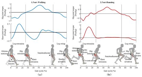 lower limb hip joint
