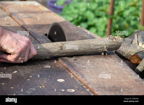 Hands Of A Worker Sawing Firewood With An Industrial Electric Circular Saw Close Up Harvesting