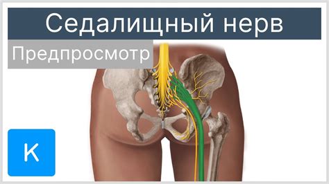 Седалищный нерв (предпросмотр) - Анатомия человека | Kenhub - YouTube