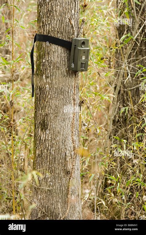Tree Mounted Security Camera Hi Res Stock Photography And Images Alamy