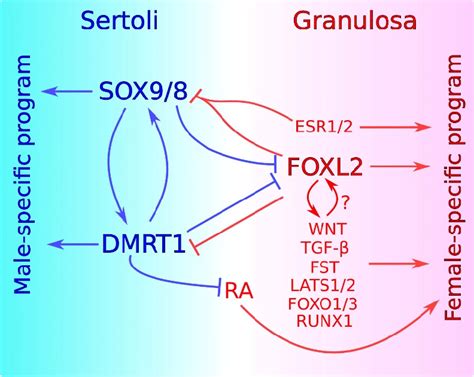 Current Model For The Maintenance Of Sex Specific Supporting Cell Fates
