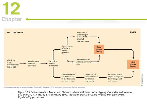 Sex Differences And Gender Role Development Ppt Download