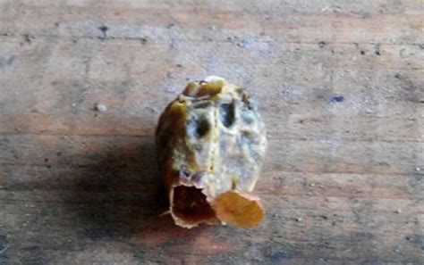急造王台一般几天封盖？ 蜂王 酷蜜蜂
