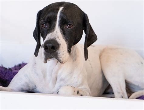 Posibilidad De Embarazo En La Primera Monta De Mi Perra