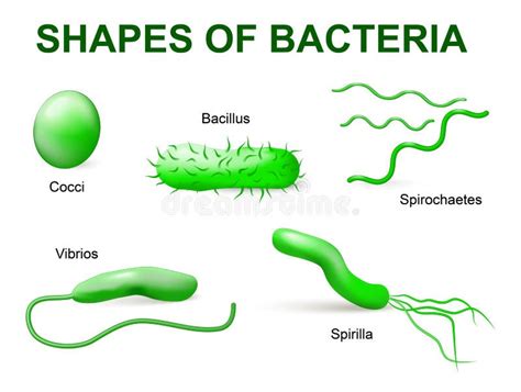 Forma De Bacterias Del Coco