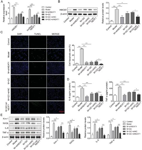 Silencing Of Lncrna Neat1 Improved Cell Injury And Apoptosis In The